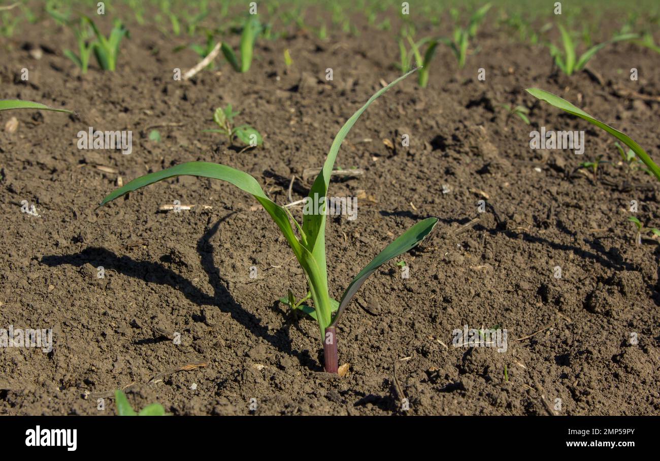 field with corn in spring. Parposts of plants began to grow in a ...