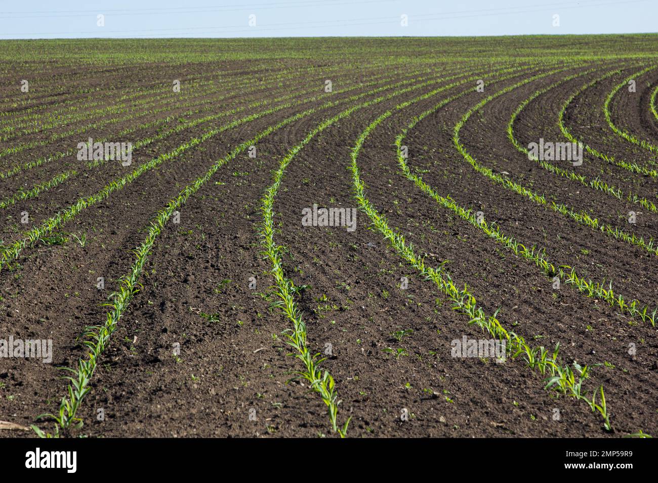 field with corn in spring. Parposts of plants began to grow in a ...