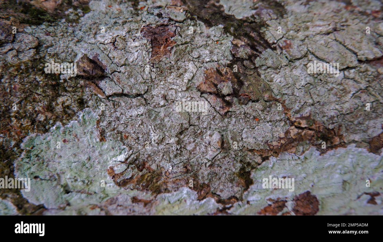 Close Up, Texture Of Rambutan Tree Bark Stock Photo - Alamy