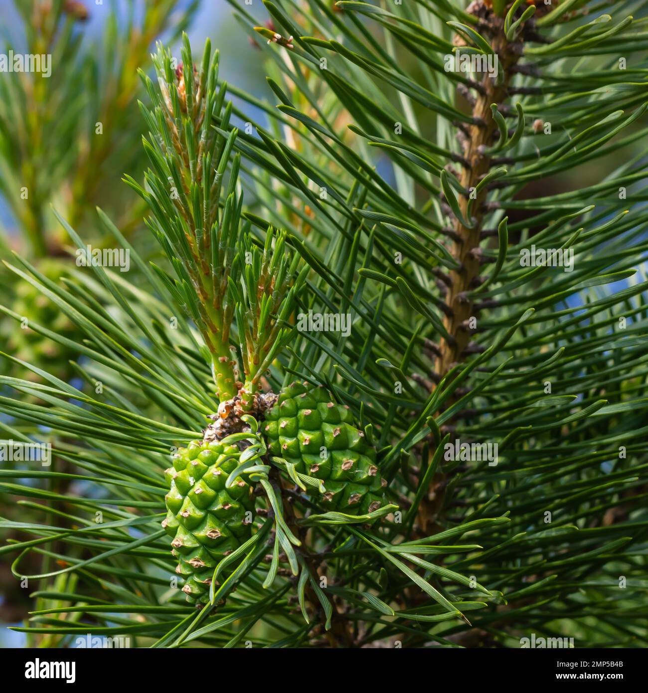 young pine cones close up on a green background. Summer Stock Photo - Alamy