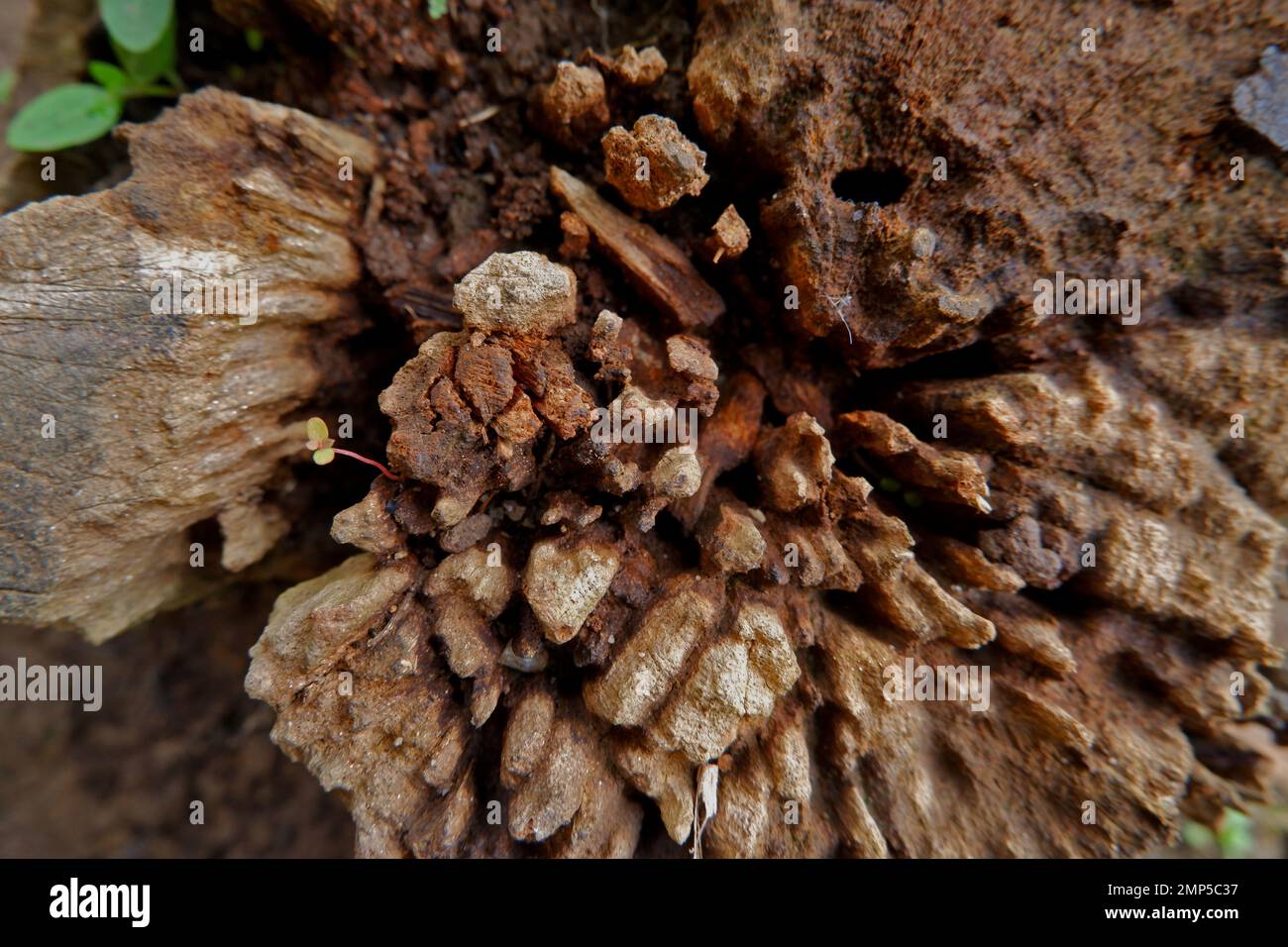 Close-up View Of The Grain Texture Of A Piece Of Wood That Has Died And ...