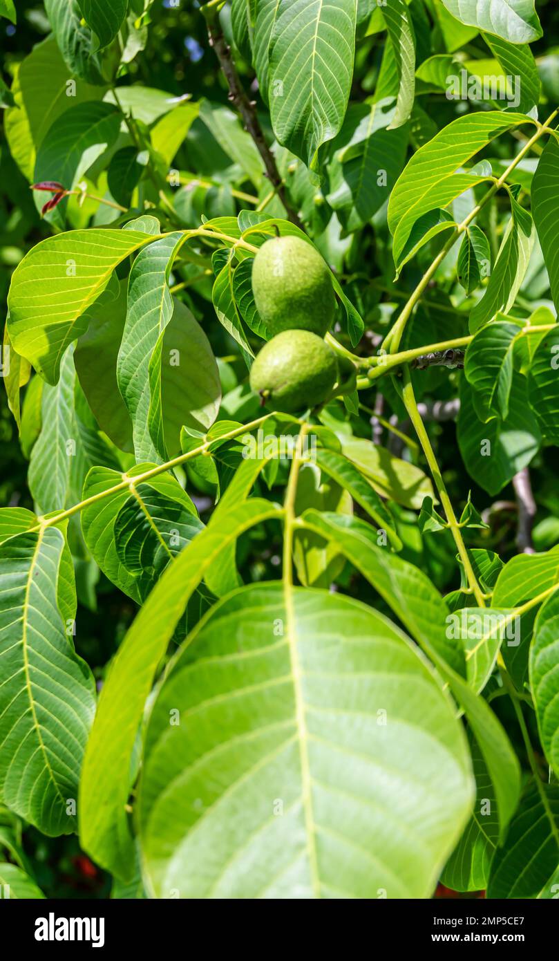 Walnut tree young unripe hi-res stock photography and images - Alamy