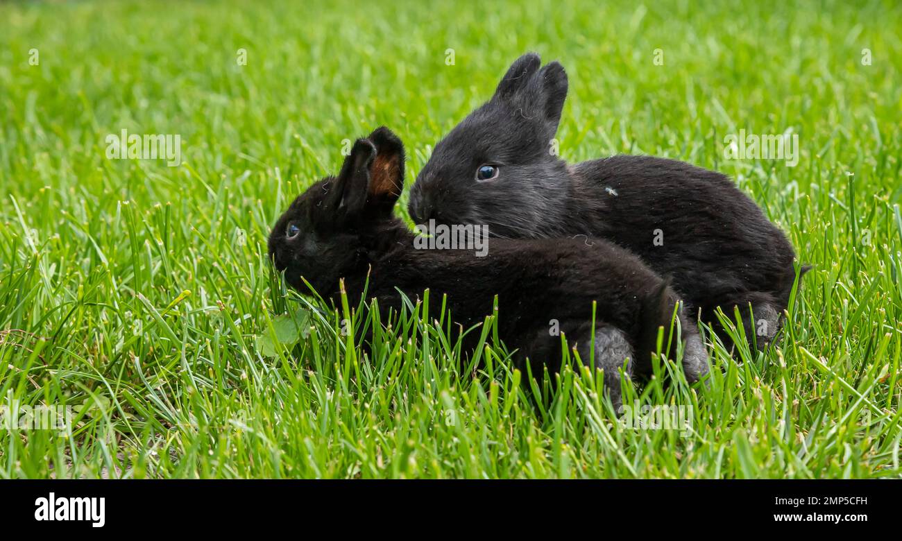 little black rabbits in the green grass Stock Photo - Alamy