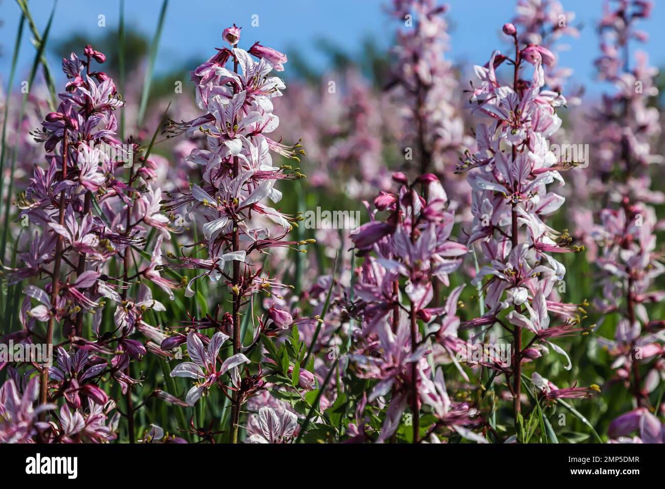 dictamnus. Pink-purple flowers bloom in the wild in drops of dew under ...