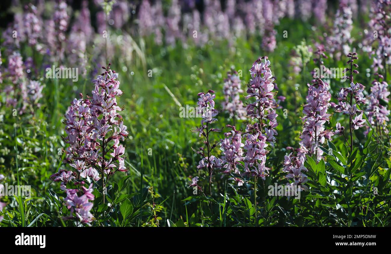 dictamnus. Pink-purple flowers bloom in the wild in drops of dew under ...