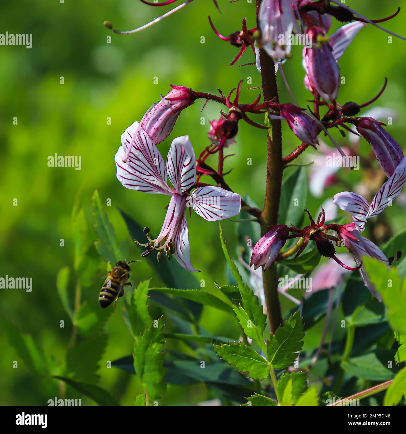 Dictamnus albus gas plant hi-res stock photography and images - Alamy