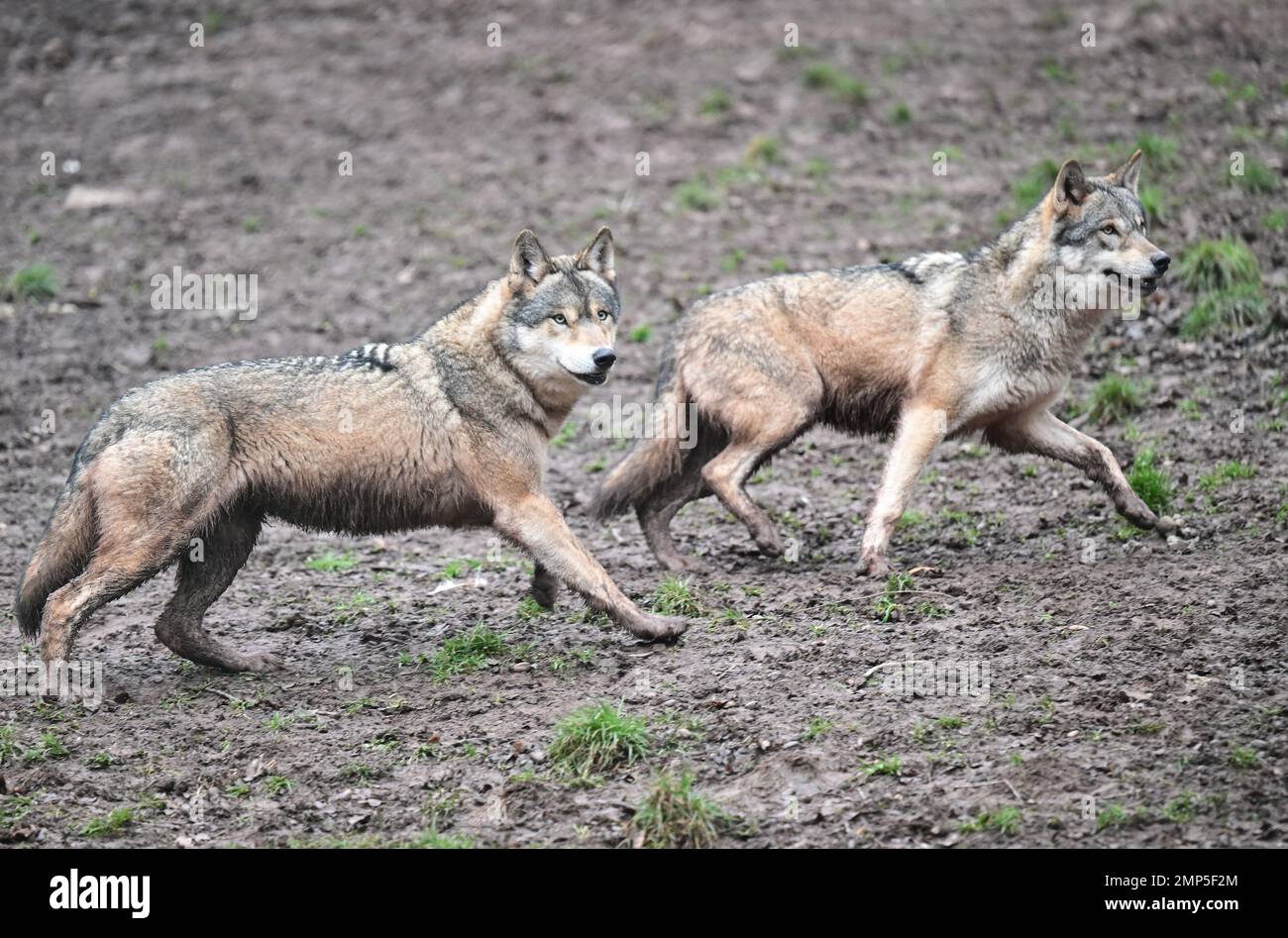 Cleebronn, Germany. 24th Jan, 2023. Wolves run through an enclosure in ...