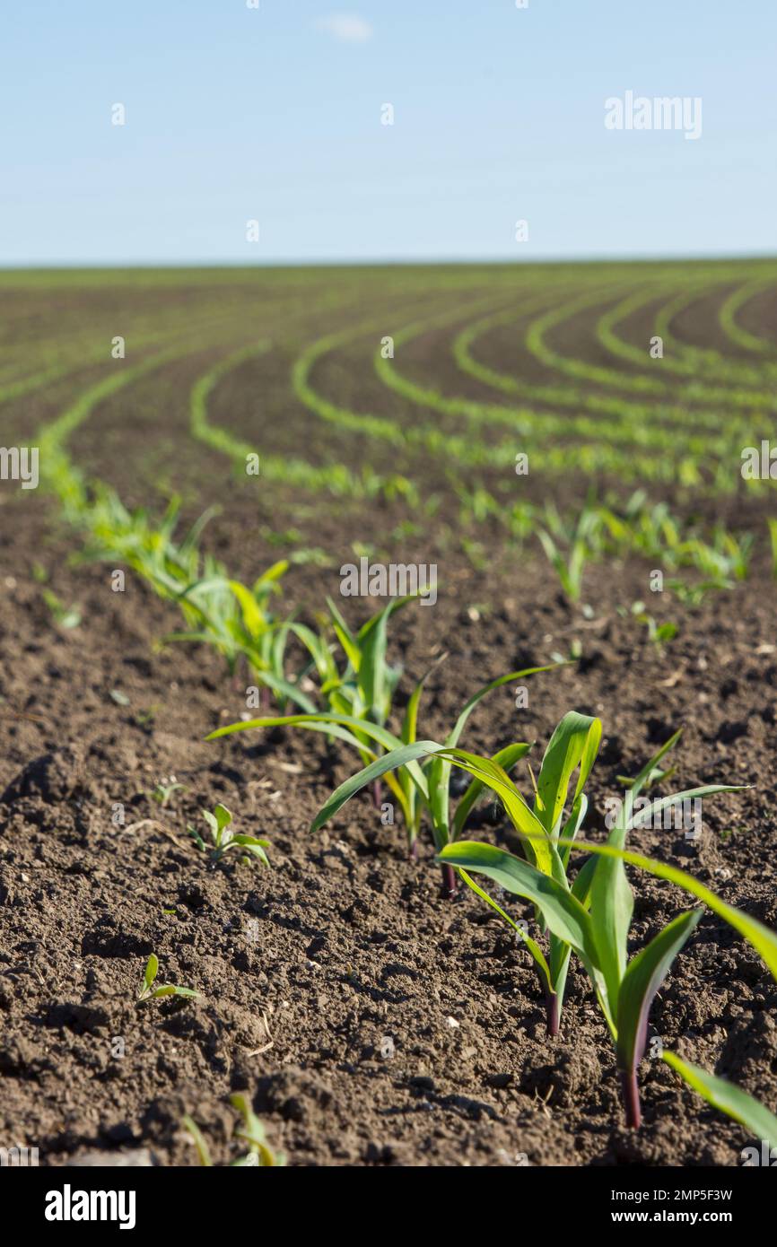 field with corn in spring. Parposts of plants began to grow in a ...