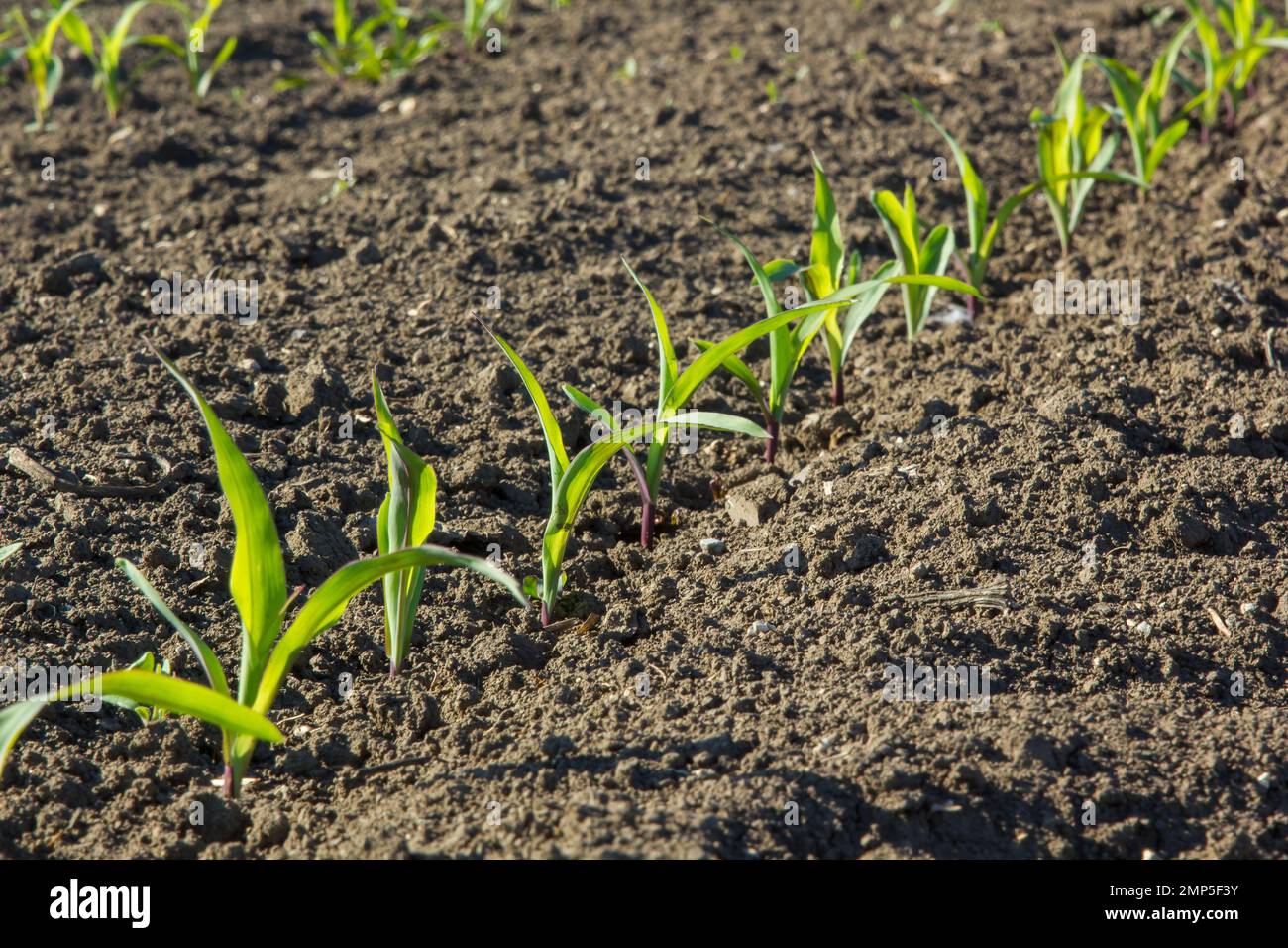 field with corn in spring. Parposts of plants began to grow in a ...