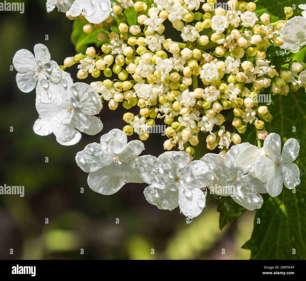 Viburnum flower with green leaves on sky background in sunny weather ...