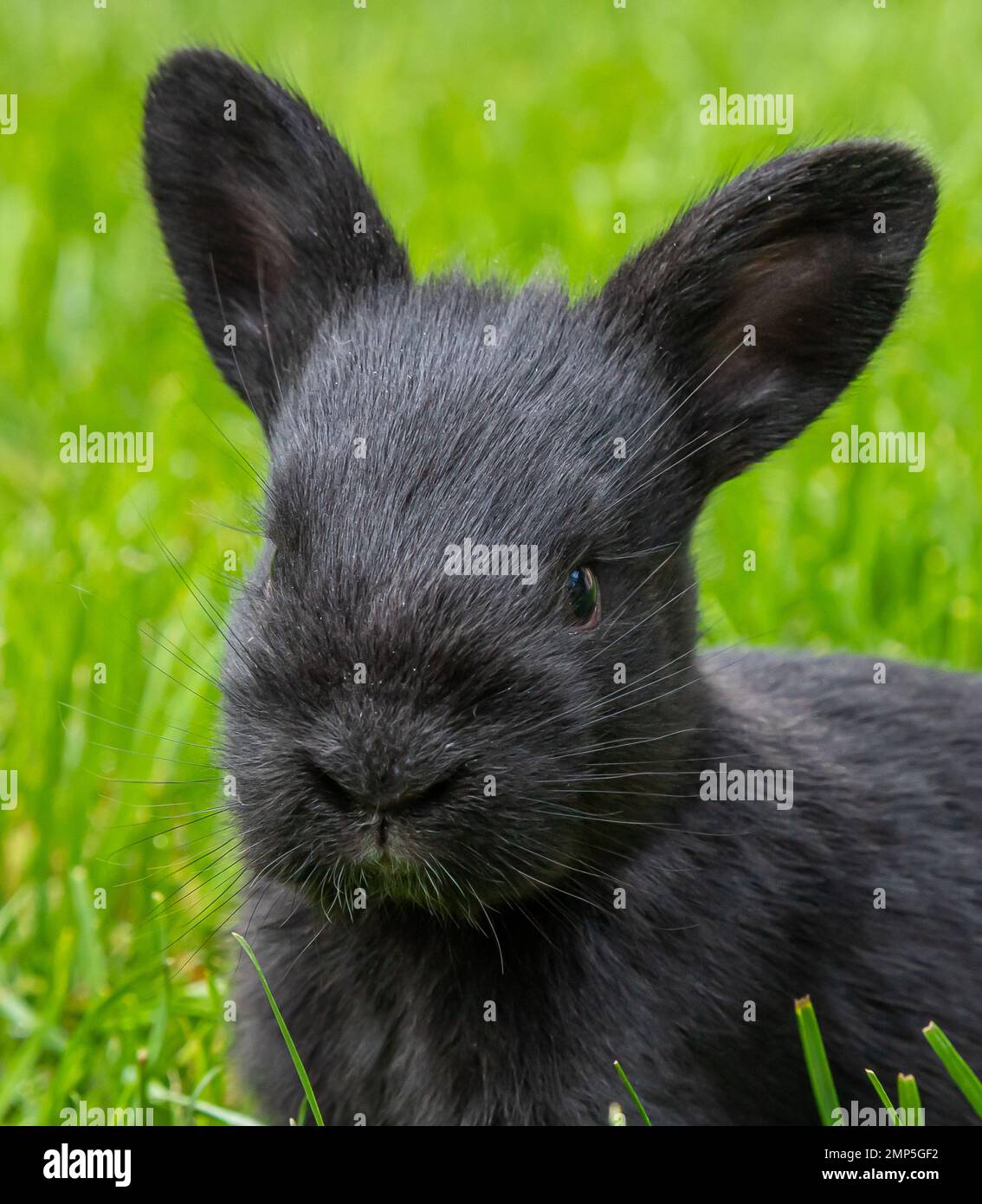 little black rabbits in the green grass Stock Photo - Alamy