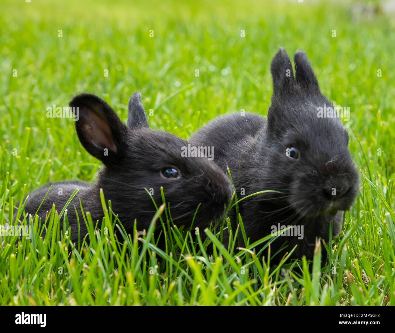 little black rabbits in the green grass Stock Photo - Alamy