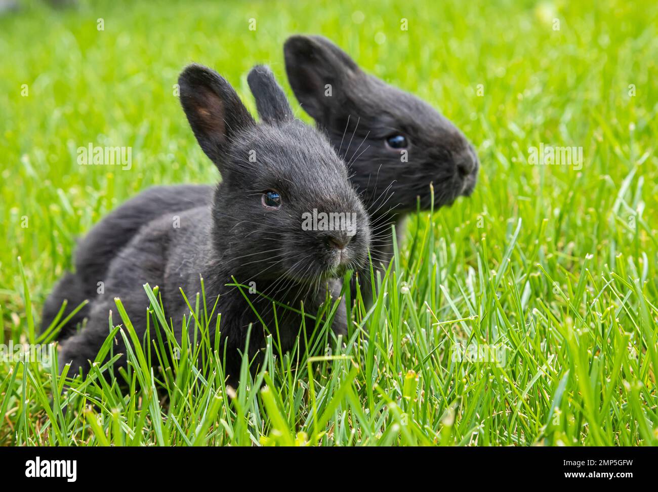 little black rabbits in the green grass Stock Photo - Alamy