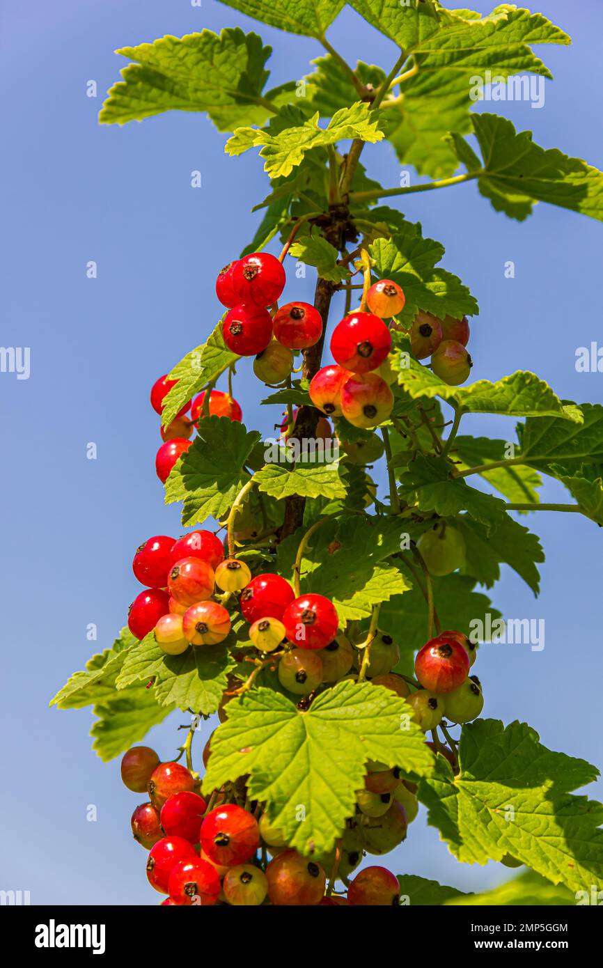 Red currants hanging on the branches of bushes on a summer sunny day ...