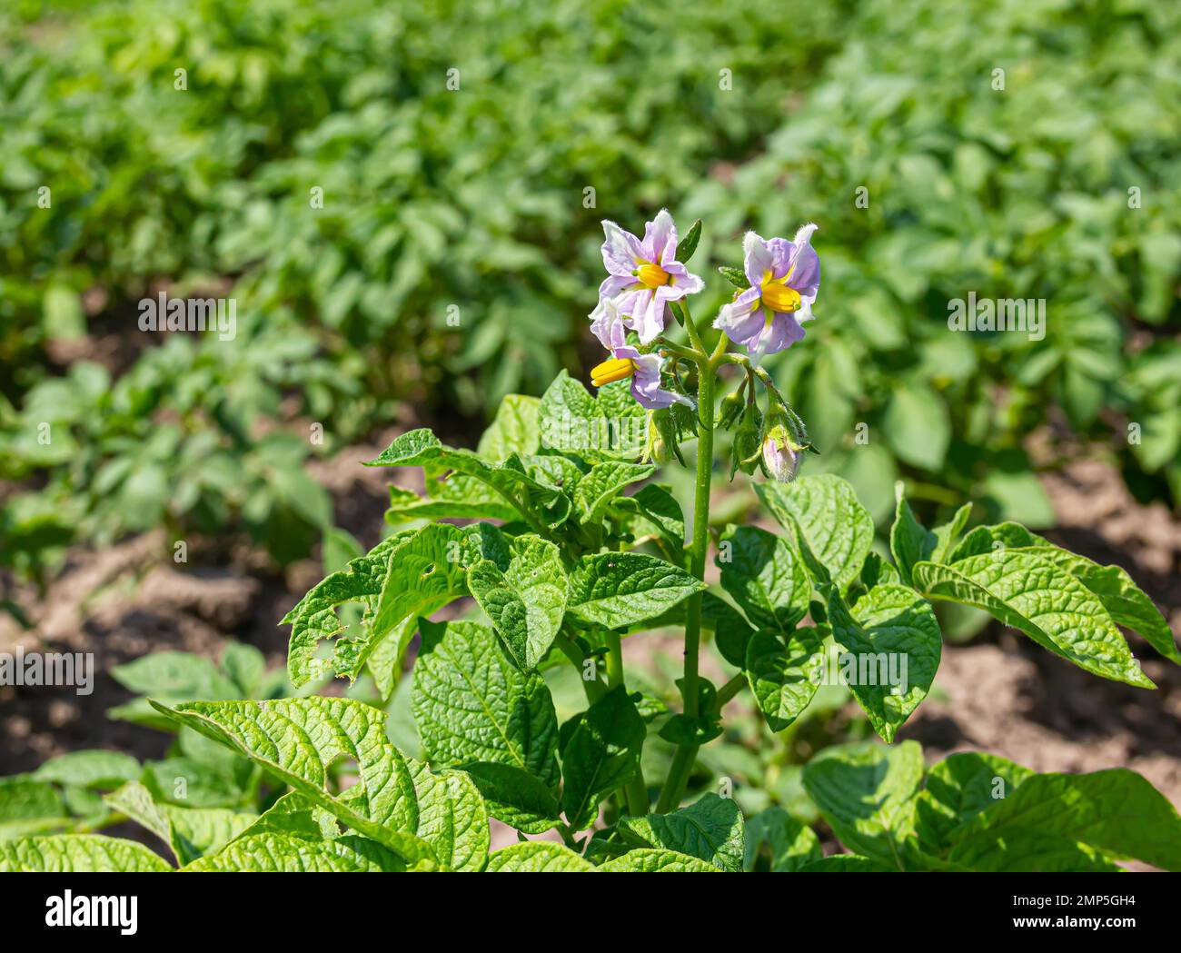 potato flowers in a field on a green background. Summer, village ...