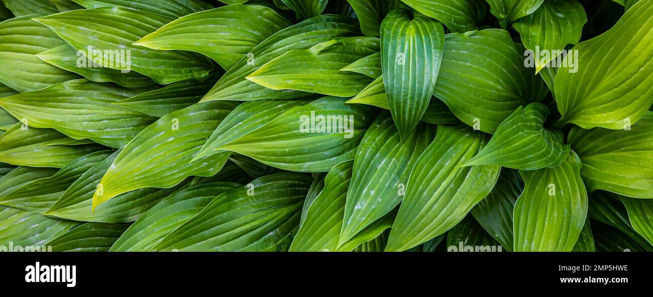 green leaves of plants in the garden. texture Stock Photo - Alamy