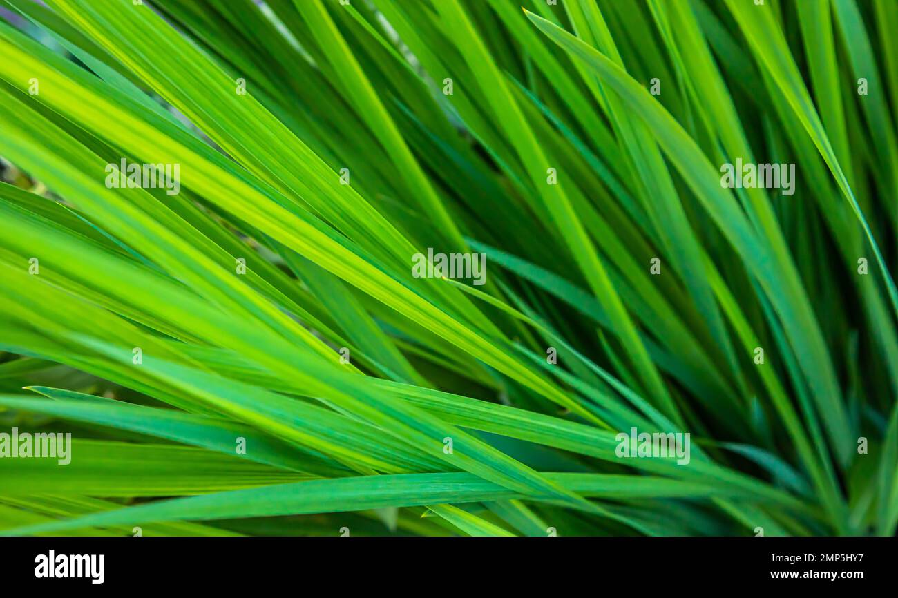 green leaves of plants in the garden. texture Stock Photo - Alamy