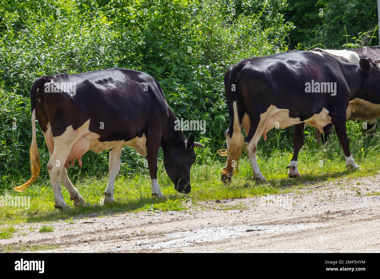 Cows go from the pasture on a summer day in the countryside Stock Photo ...
