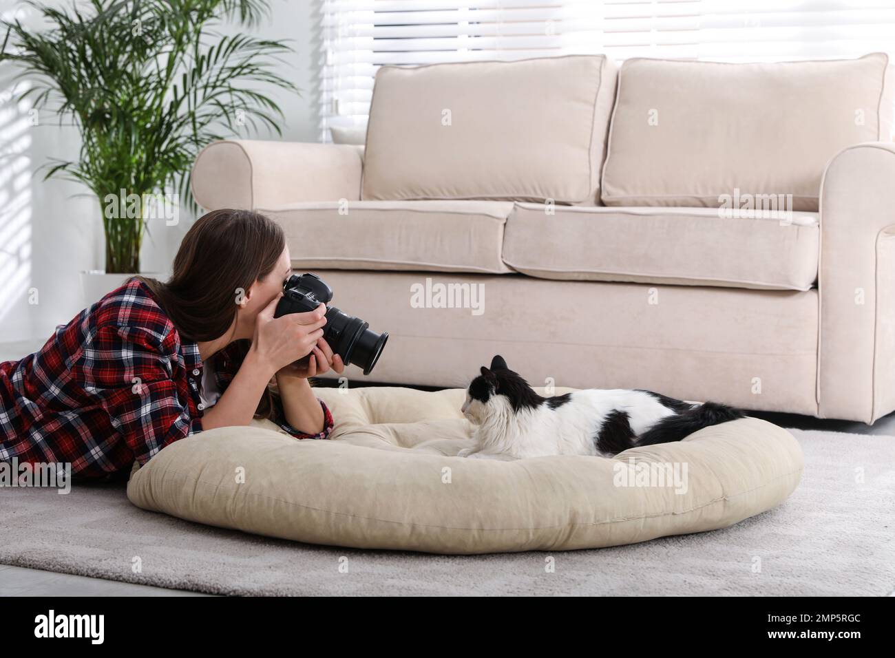 Professional animal photographer taking picture of beautiful cat at ...