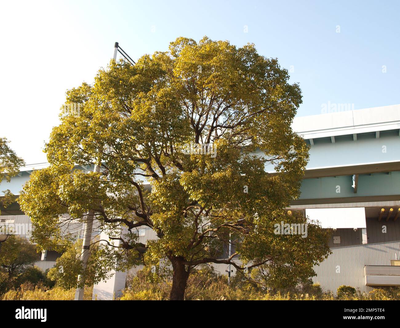 Tree in Japan Stock Photo - Alamy