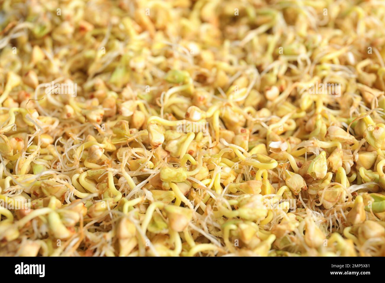 Sprouted green buckwheat grains as background, closeup Stock Photo - Alamy