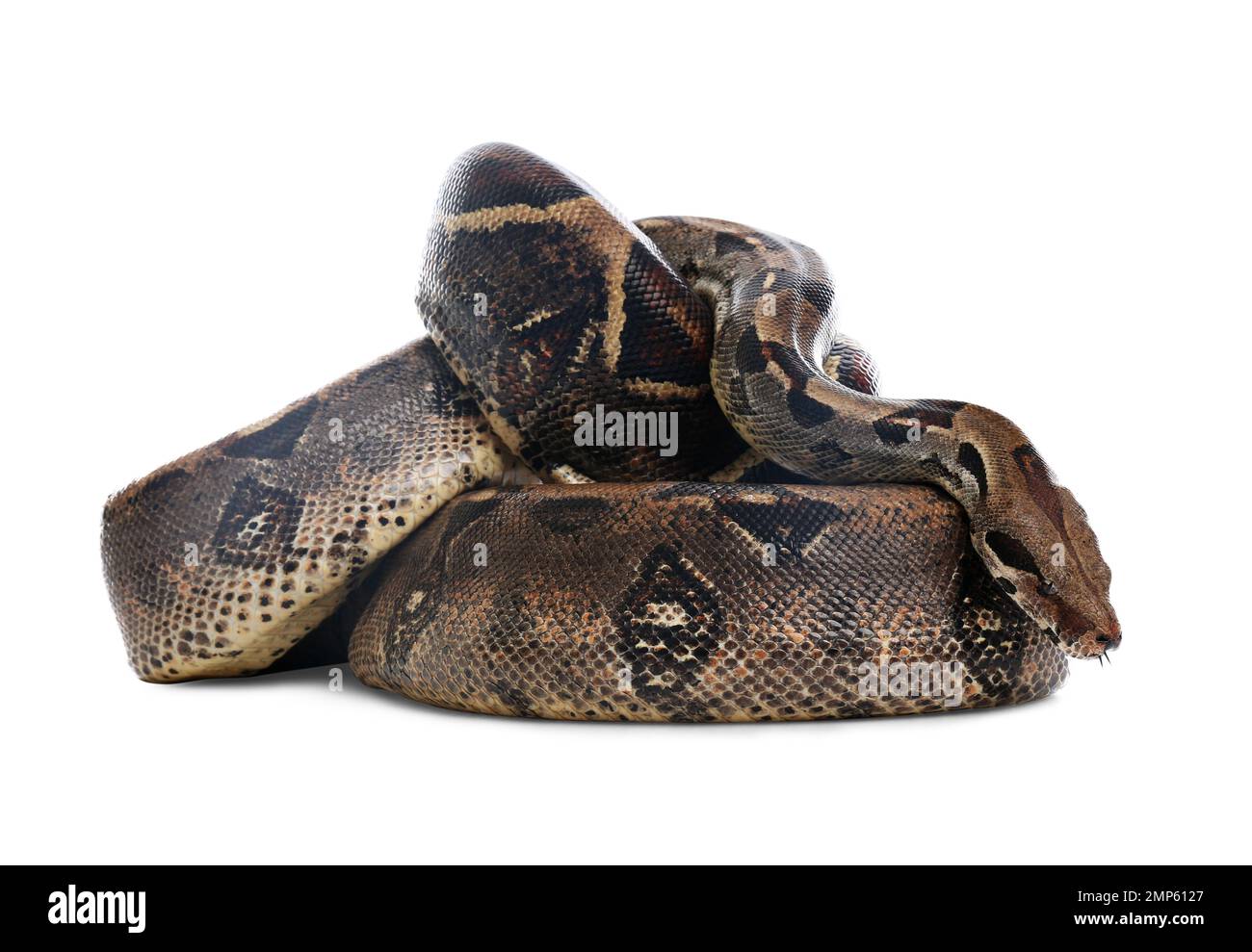 Brown boa constrictor on white background. Exotic snake Stock Photo - Alamy