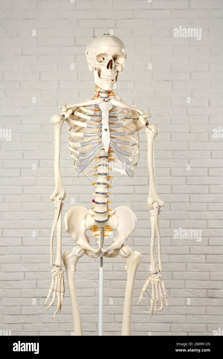 Artificial human skeleton model near white brick wall Stock Photo - Alamy