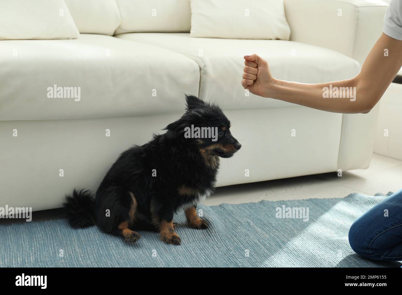 Woman beating dog at home, closeup. Domestic violence against pets ...