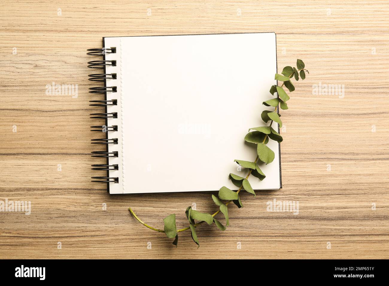 Eucalyptus study hi-res stock photography and images - Alamy