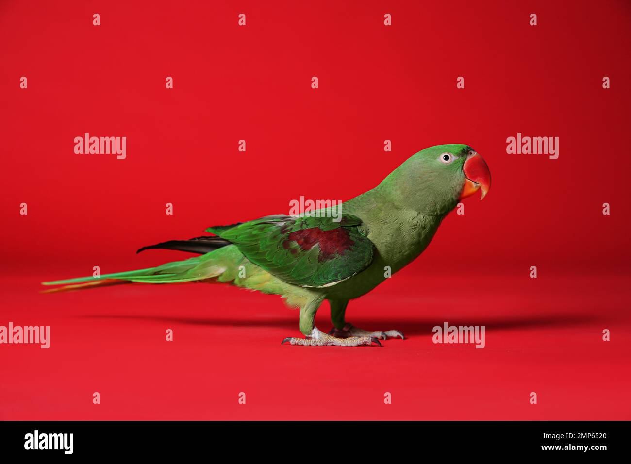 Green alexandrine parrot hi-res stock photography and images - Alamy