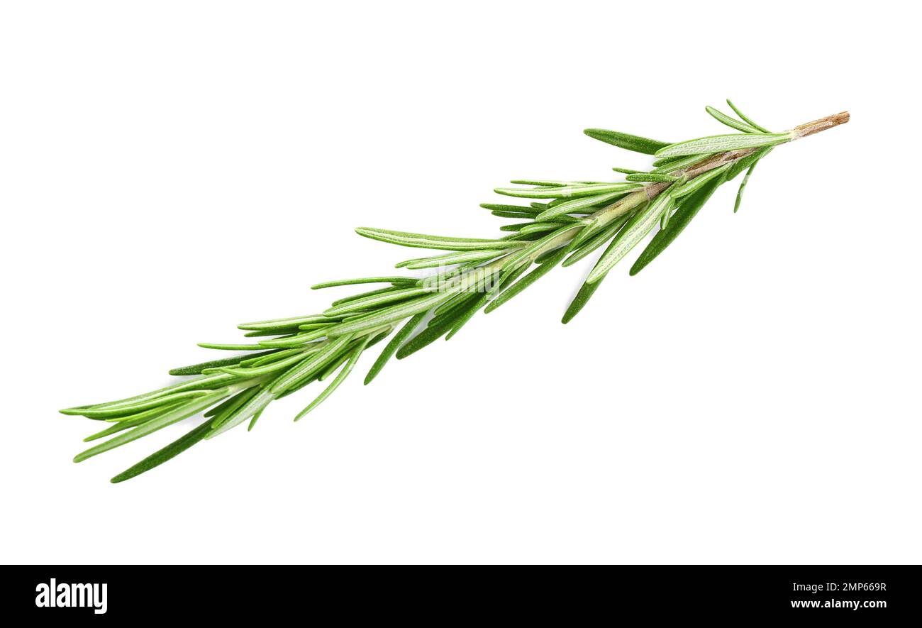 Fresh green rosemary isolated on white. Aromatic herb Stock Photo - Alamy