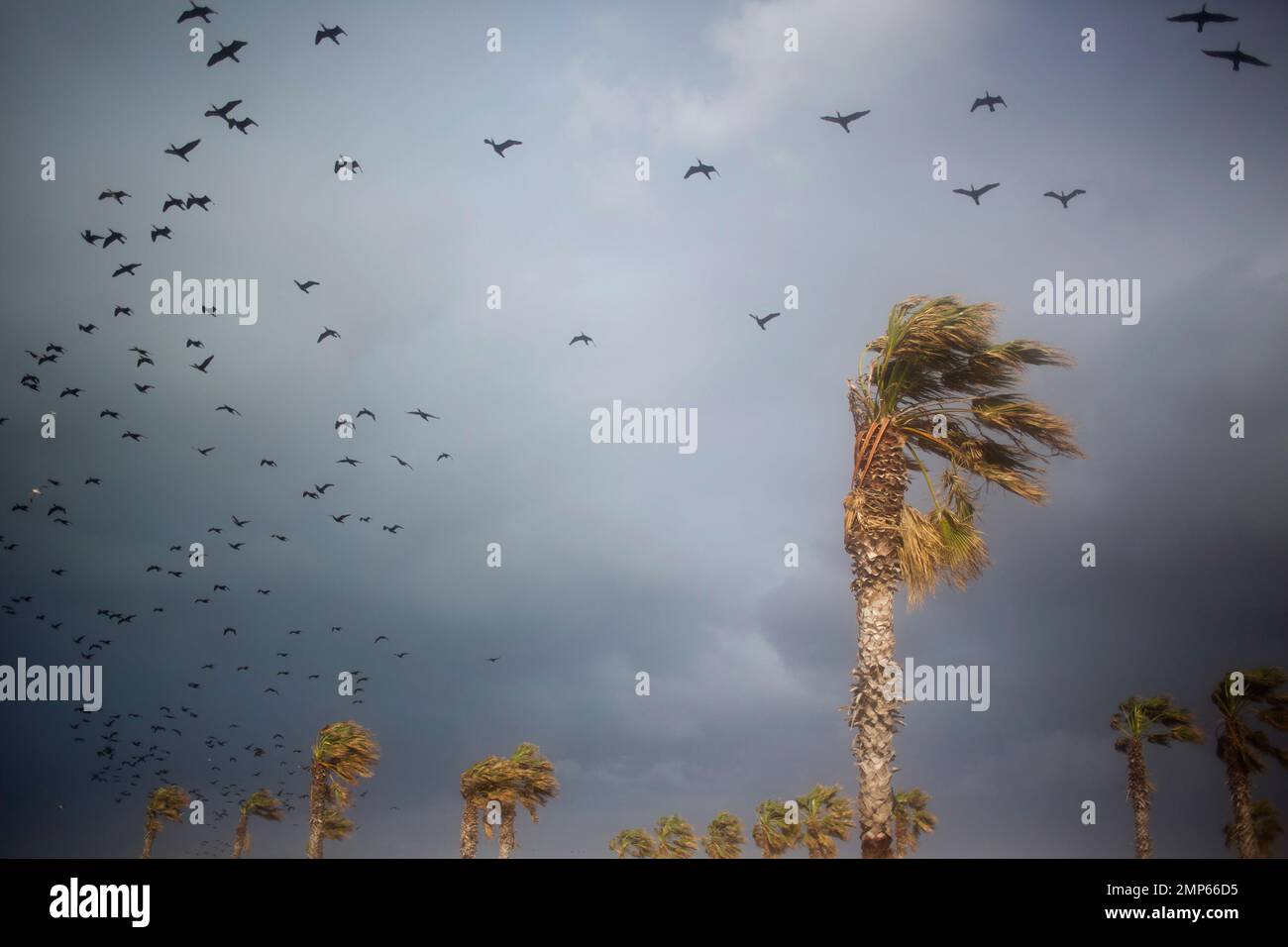 Birds fly over the old port of Cesarea, Israel, Friday, Jan. 19, 2018 ...