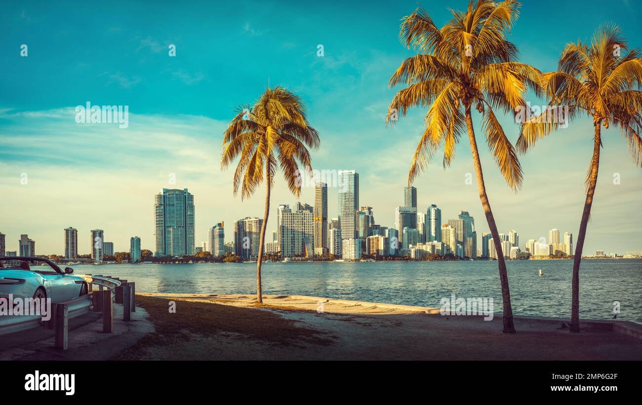 the skyline of miami with palm trees, florida Stock Photo - Alamy