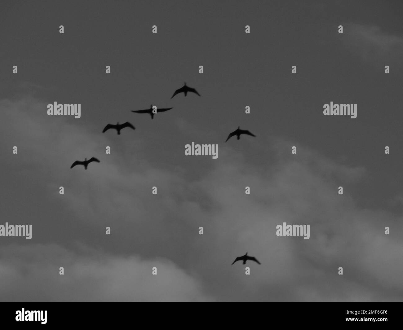 Birds of japan hi-res stock photography and images - Alamy