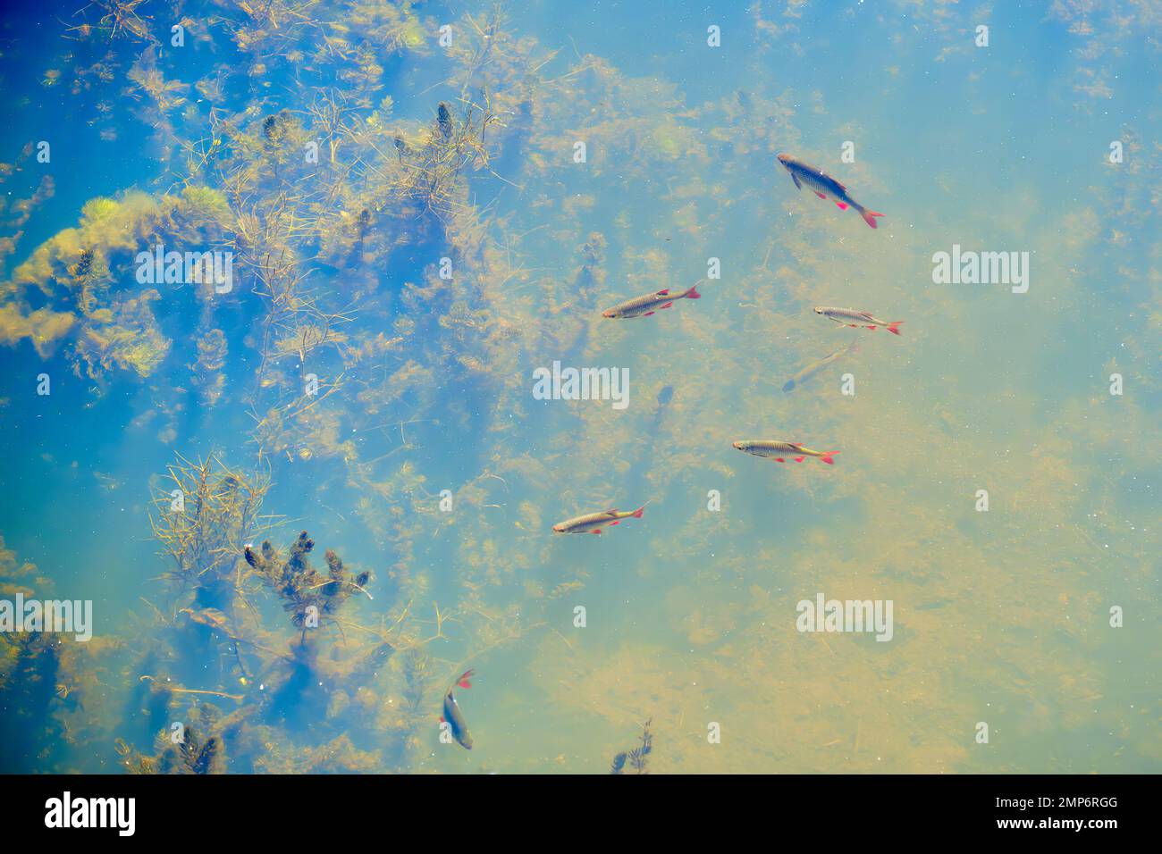 beautiful fish in seaweed and sunlight painting background underwater ...