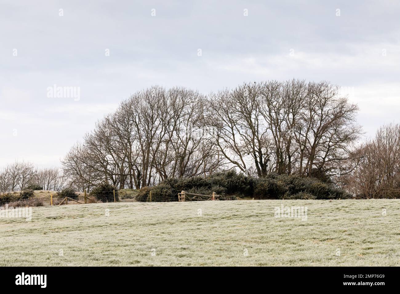View of trees behind a field at Corfe in Dorset, England on a winter ...