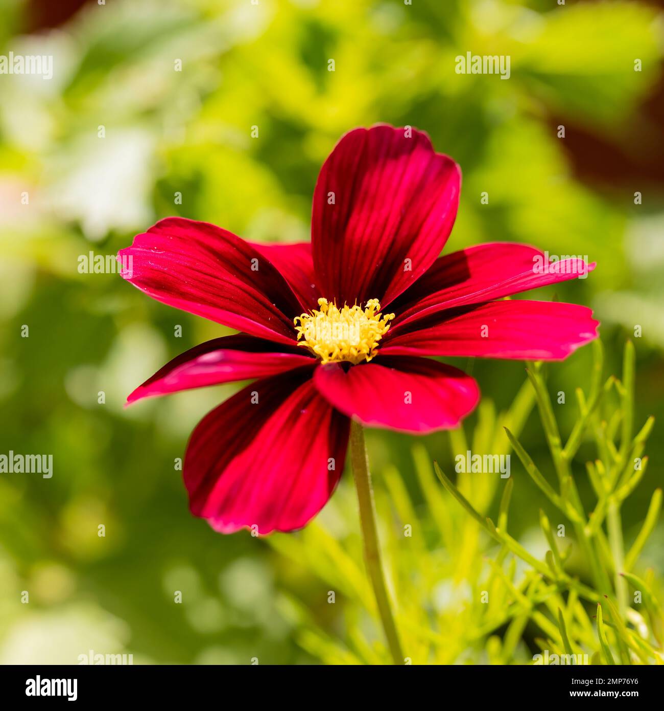 A red Cosmos bipinnatus flower closeup. Dorset, England, UK Stock Photo ...