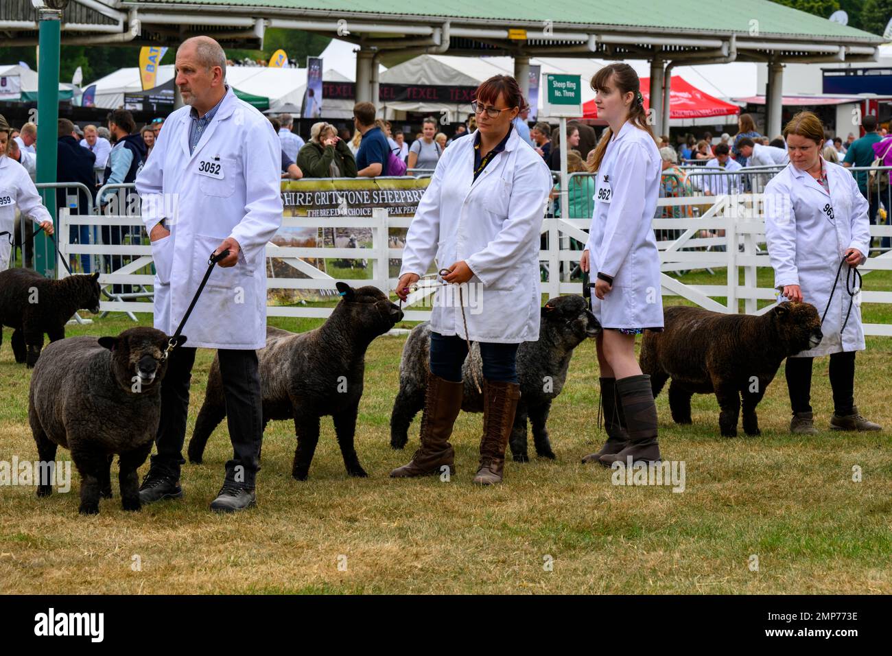 Coloured Ryeland sheep (dark fleeces, ewes rams) stand with farmers ...