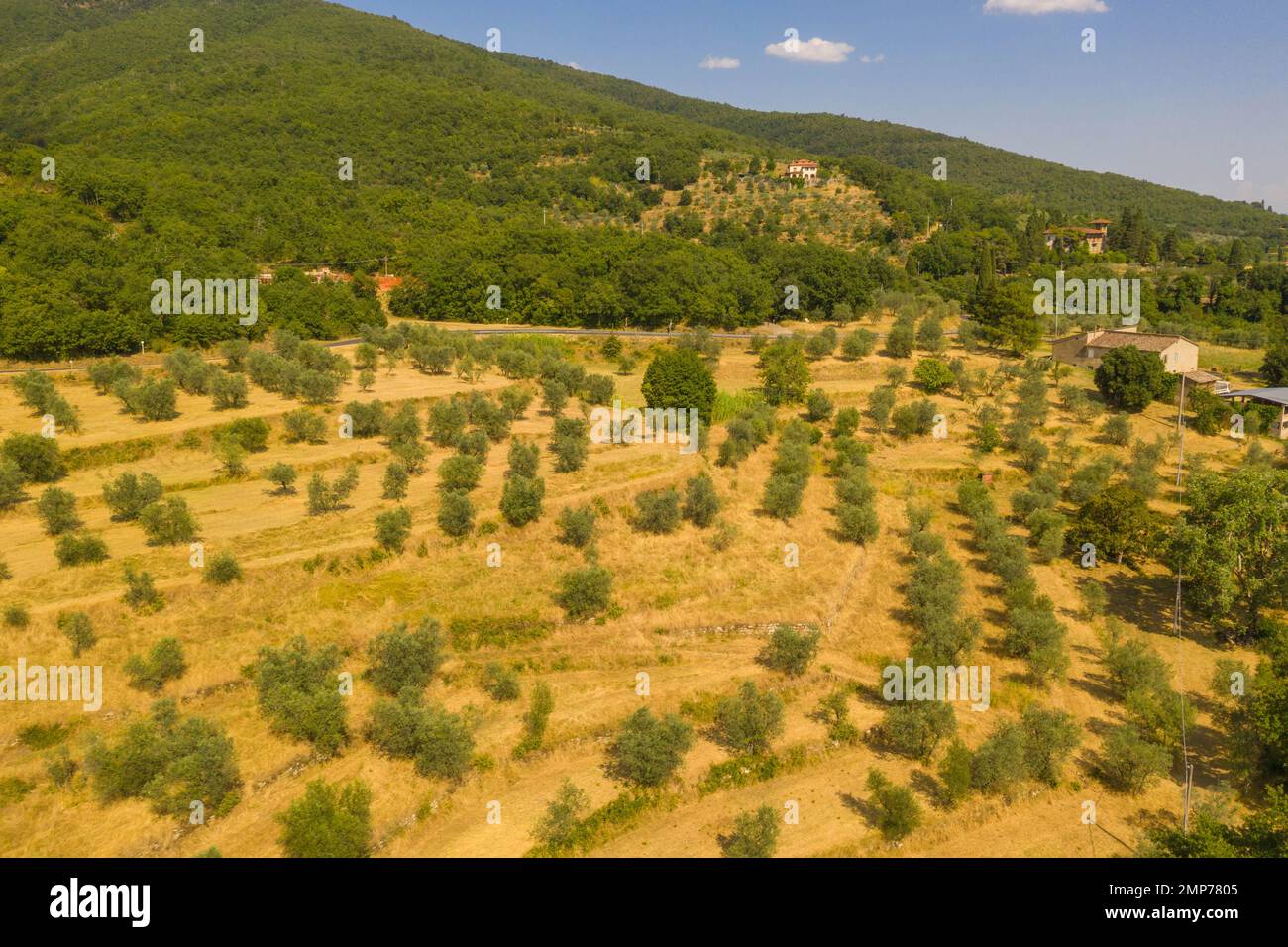 Drone photography of olive tree farm during summer day Stock Photo - Alamy