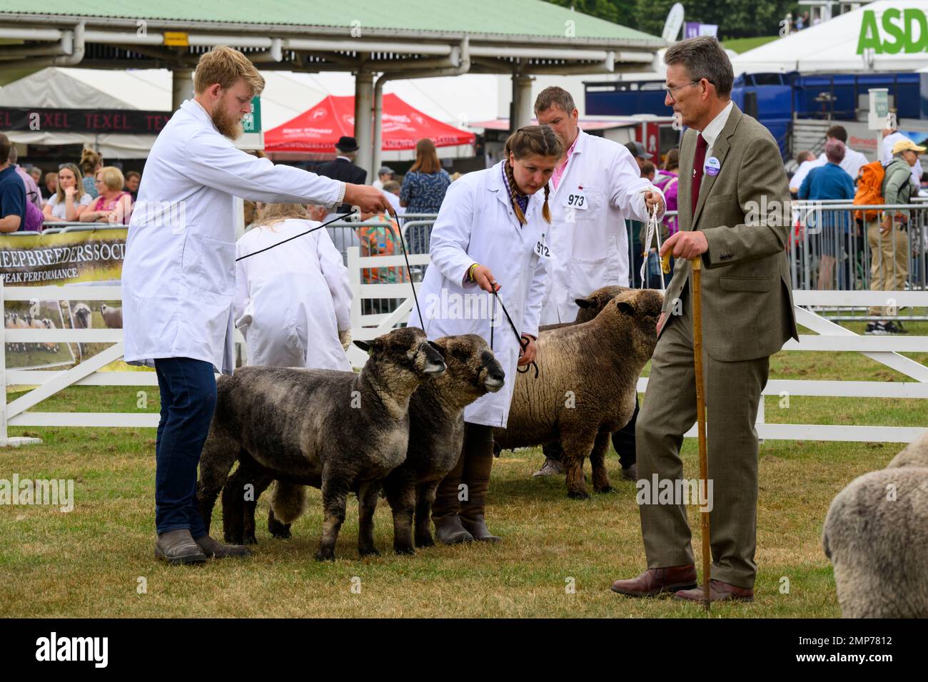 Coloured Ryeland sheep (dark fleeces, ewes rams) stand with farmers ...