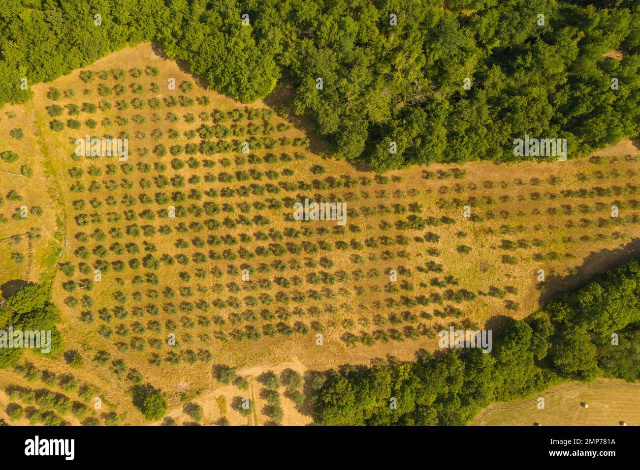 Drone photography of olive tree farm during summer day Stock Photo - Alamy