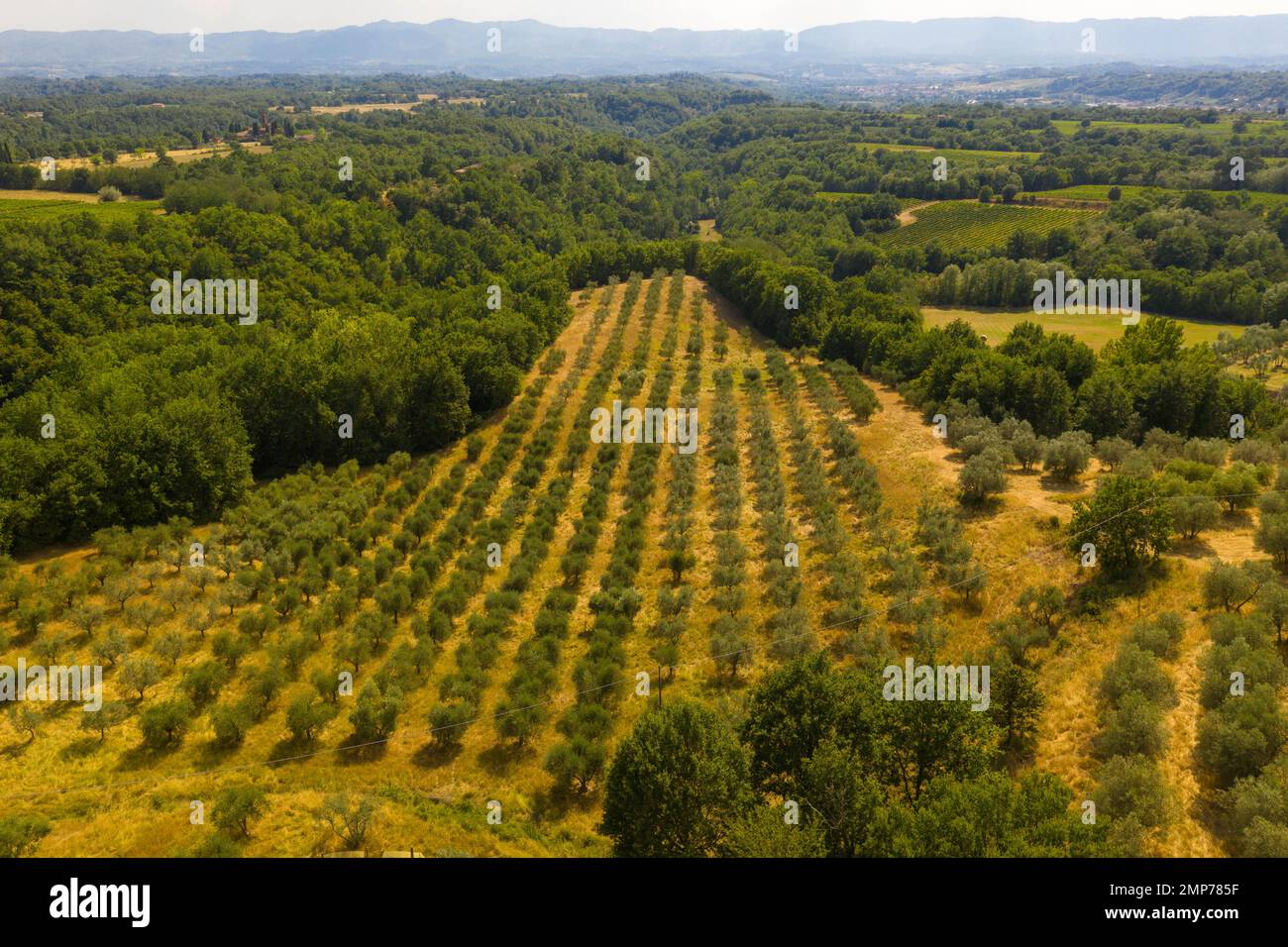 Drone photography of olive tree farm during summer day Stock Photo - Alamy