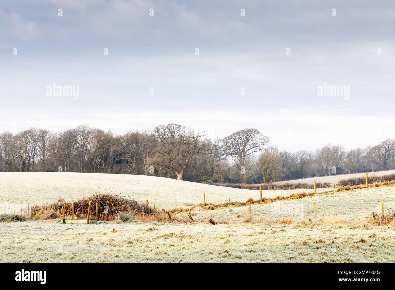 View of fields and trees on a frosty morning at Corfe in Dorset ...