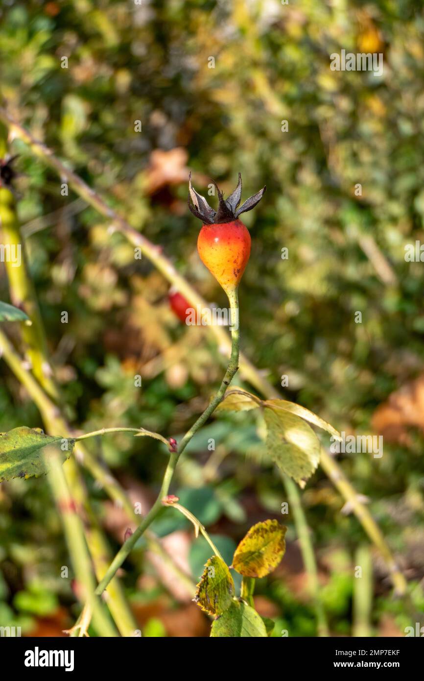 Rose seeds hi-res stock photography and images - Alamy