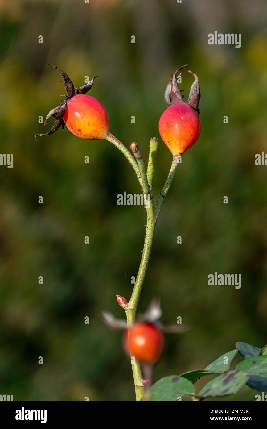 Rose seeds hi-res stock photography and images - Alamy