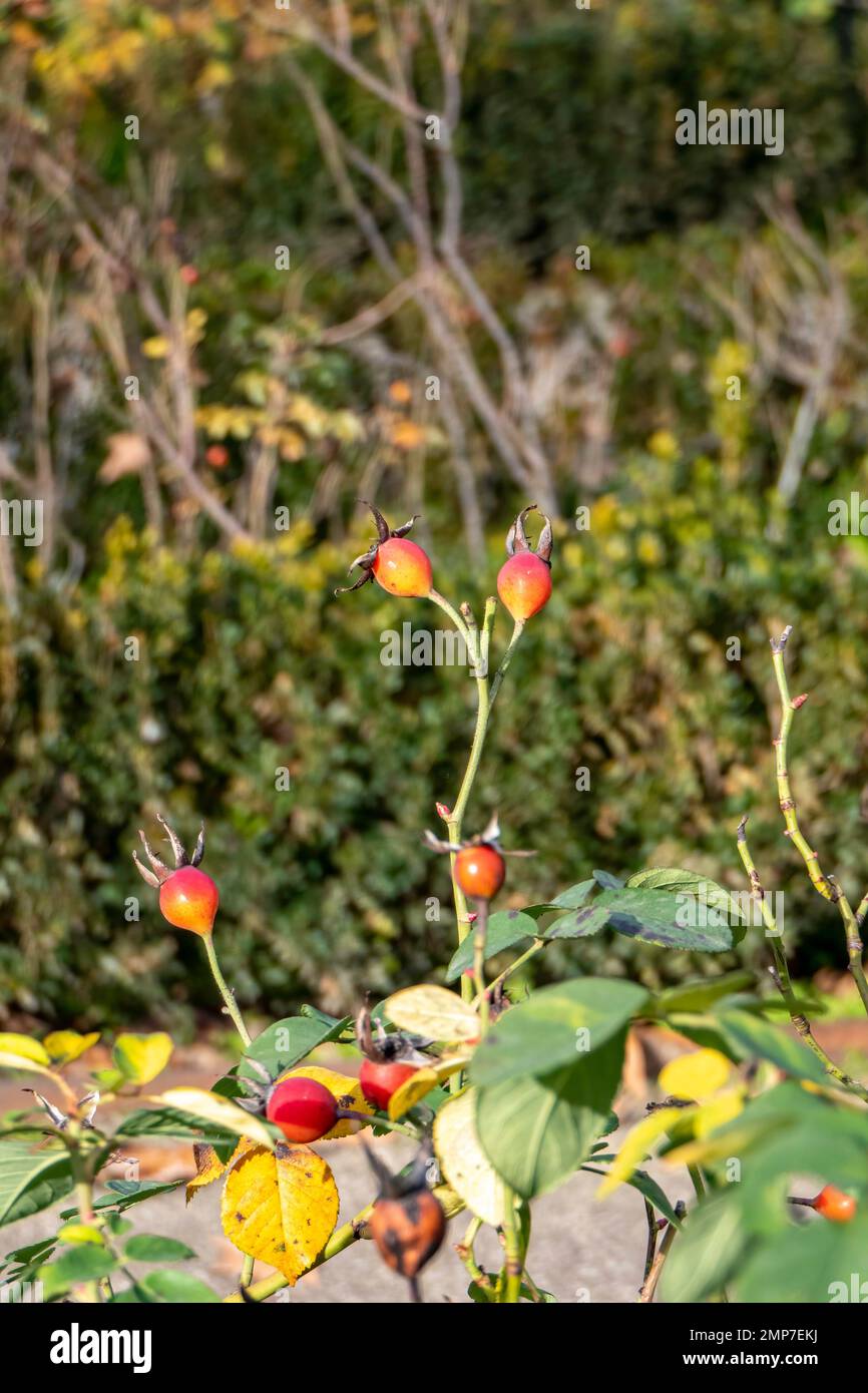 Seeds fruit rose red hi-res stock photography and images - Alamy