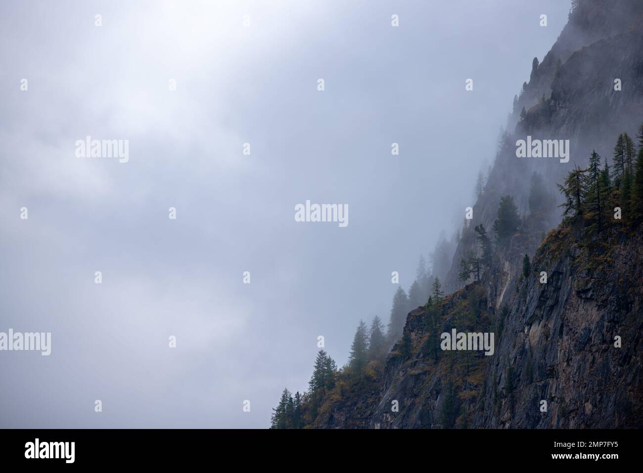 Fog with snow and clouds walks on stone mountains with yellow spruce ...