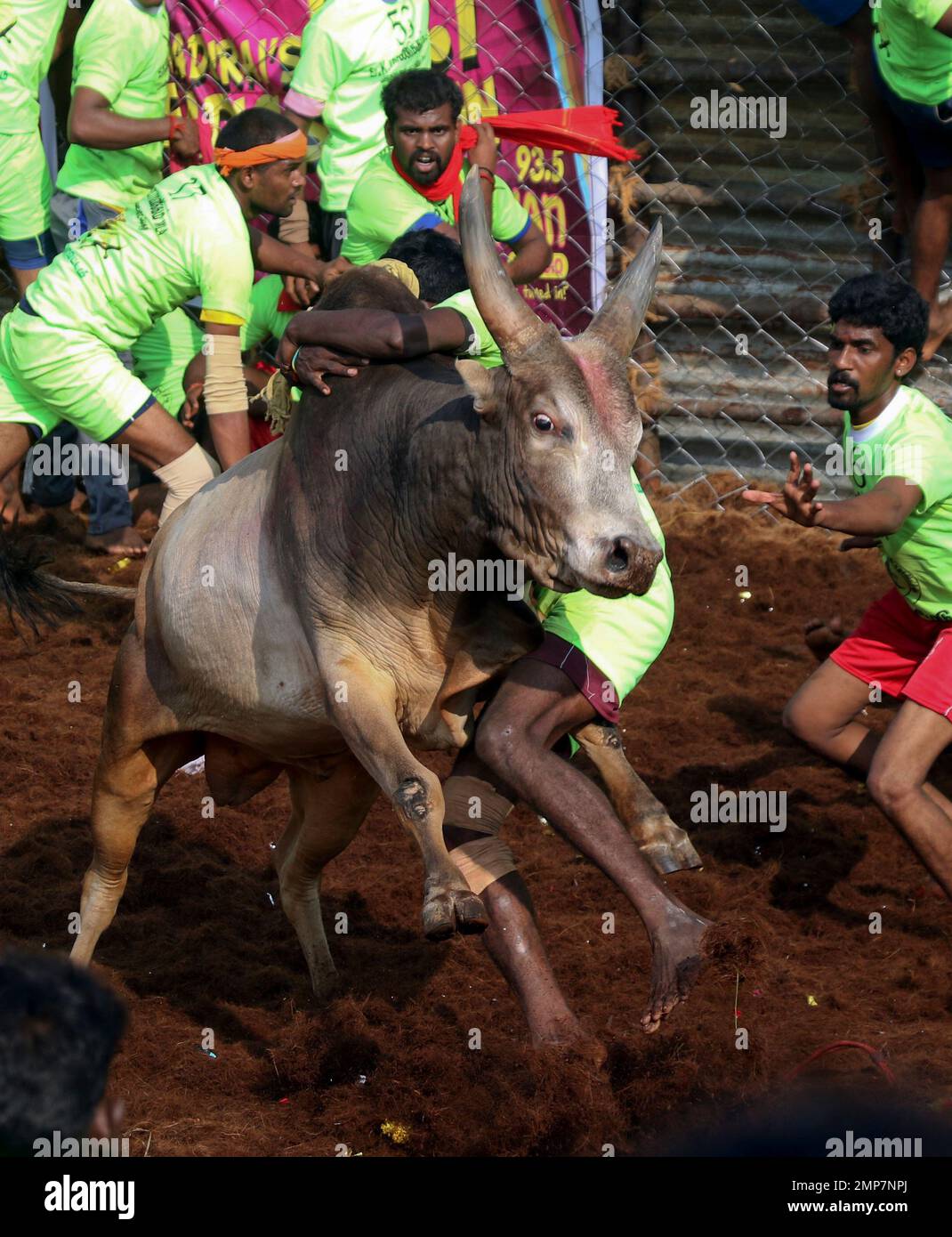Indian villagers try to tame a bull during a traditional bull-taming ...