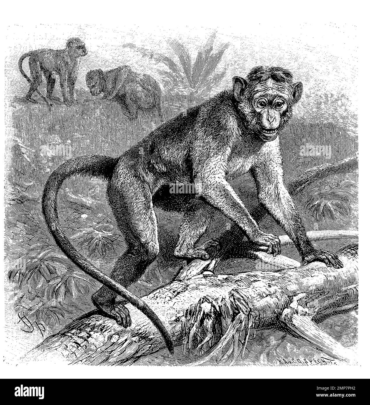 Tiere primaten affen makaken hi-res stock photography and images - Alamy