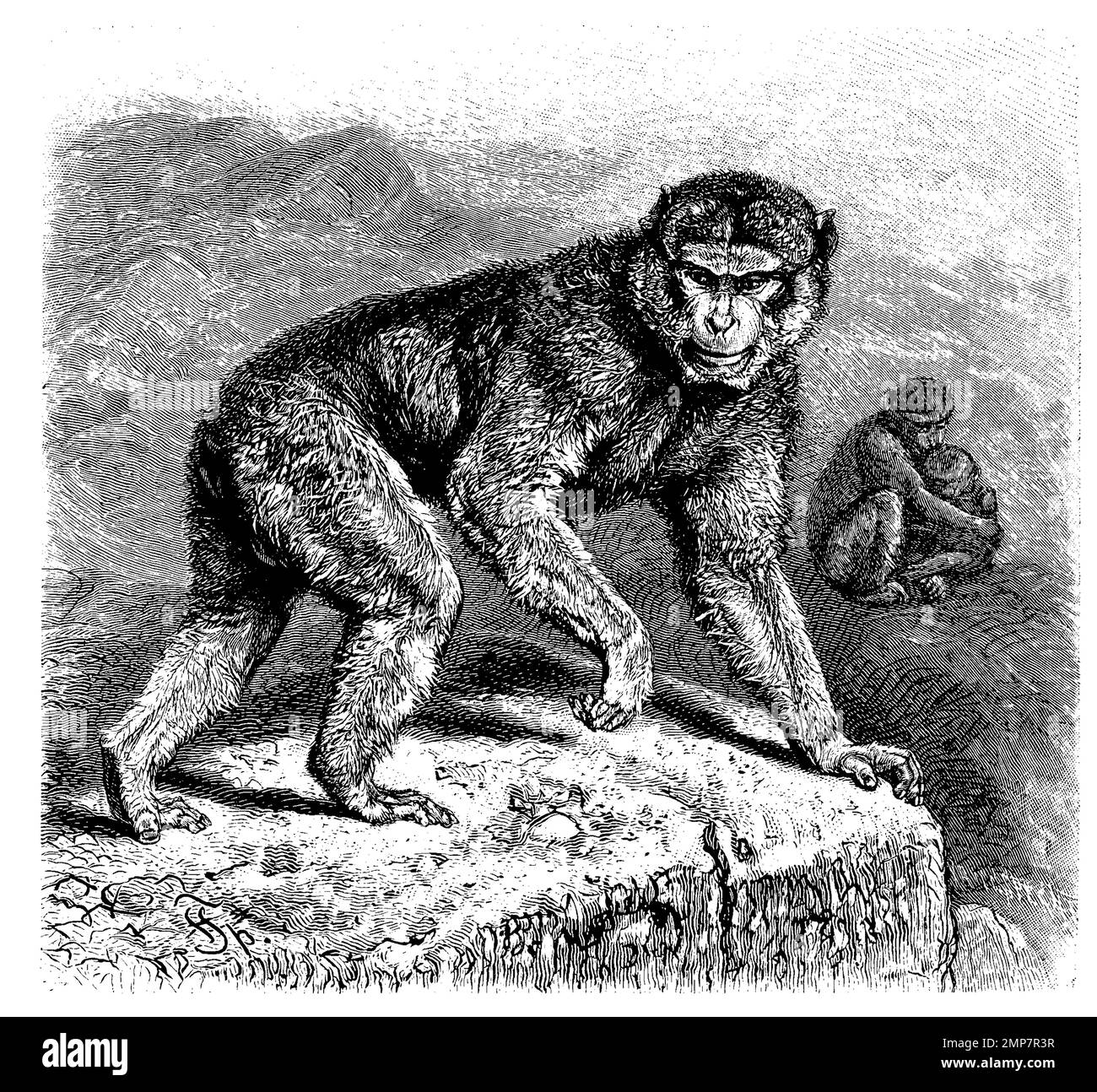 Magot, gemeiner Hundsaffe, Inuus ecaudatus, digital restaurierte ...